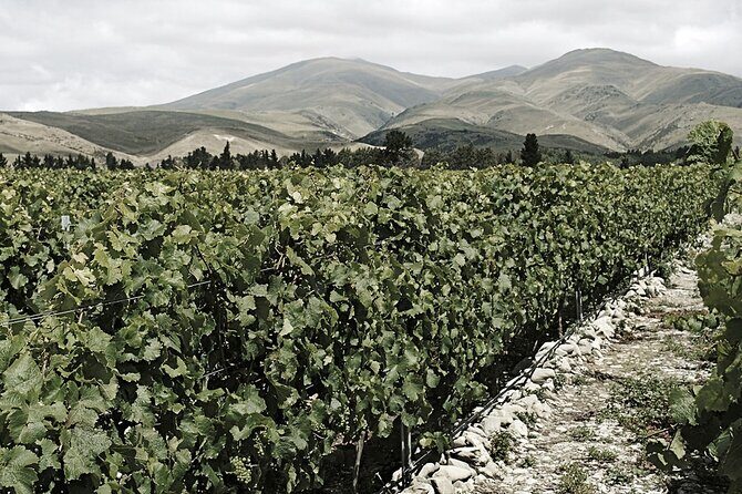 Kinross Winery: Valli Wine Tasting Experience - Price and Value