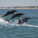 Koombana Bay: Dolphin Eco Cruise - The Value of the Experience