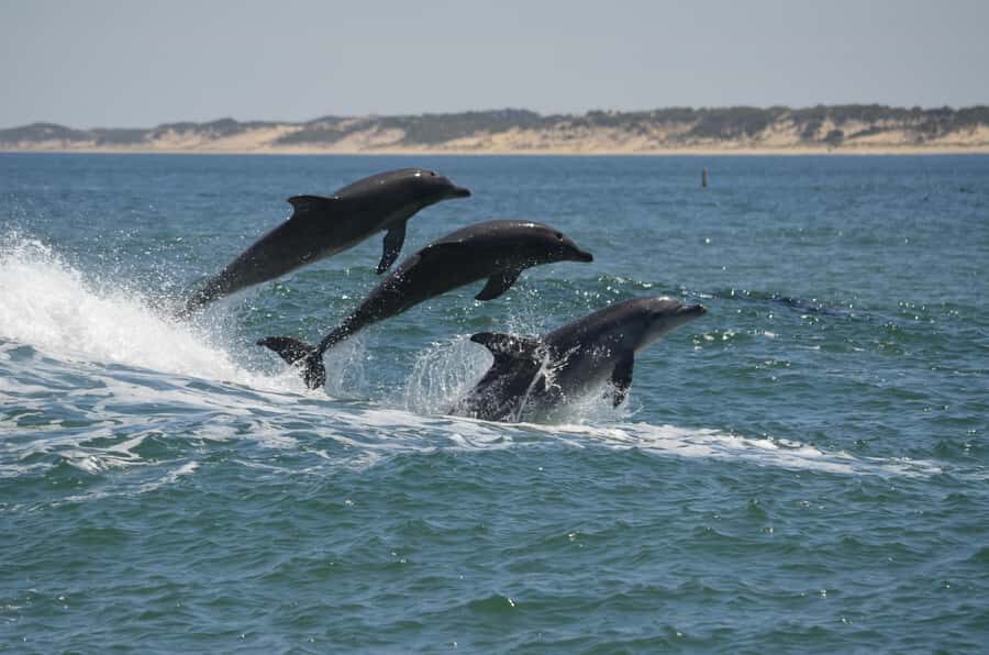 Koombana Bay: Dolphin Eco Cruise - The Value of the Experience