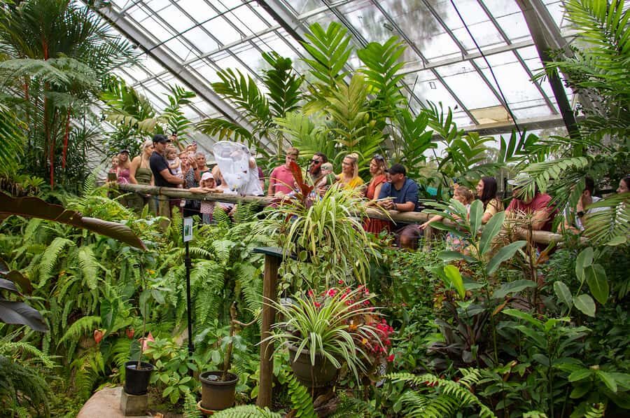 Kuranda: Australian Butterfly Sanctuary - What to Expect During Your Visit