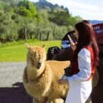 Lake Tekapo Stargazing & Mount Cook 2-Day Tour from Christchurch - The Experience in Detail