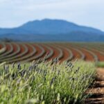 Lavender Farm - Bridestowe Festival of Flowers - The Return Journey & Final Impressions