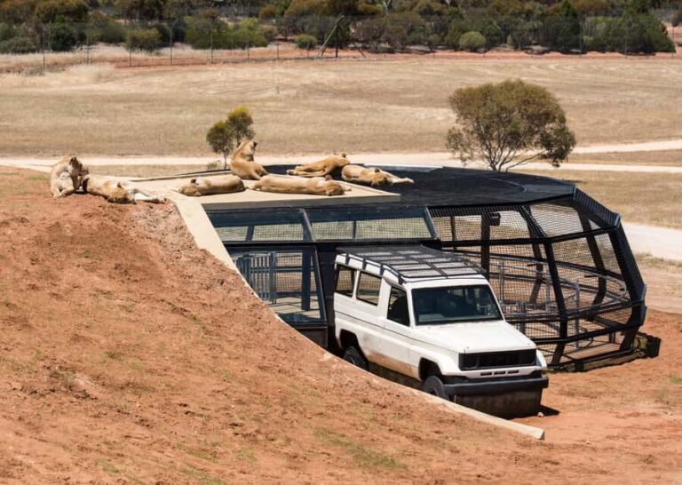 Lions 360 Experience and a Day at Monarto Safari Park - The Verdict: Who Will Love This Tour?