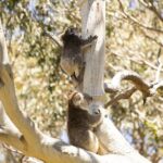 Little Koala Walking Tour - Who Will Love This Tour?