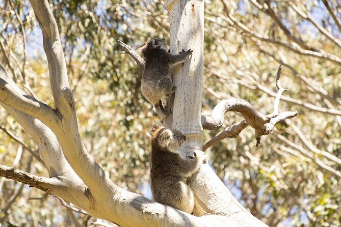 Little Koala Walking Tour - Who Will Love This Tour?