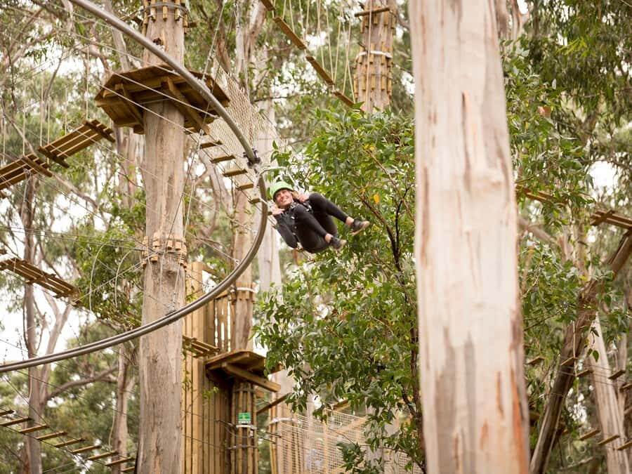 Lorne: Live Wire Park Ticket with Zip Line Rollercoaster - The Heart of the Experience: The Zip Line Rollercoaster