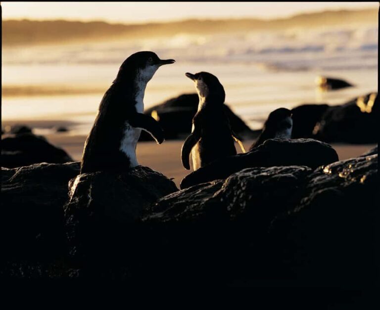 Luxury Phillip Island Tour for Families & Explorers 10 Max - Who Will Love This Tour?