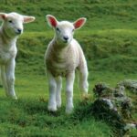 Lyttelton Shore Excursion: Arthur's Pass Day Tour - Transport, Group Size, and Timing