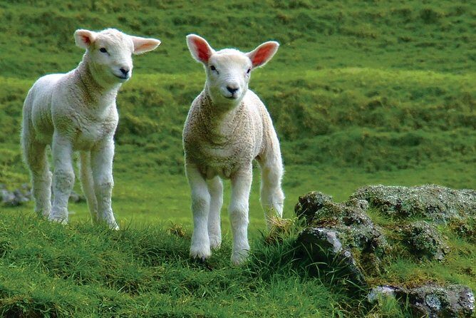 Lyttelton Shore Excursion: Arthur's Pass Day Tour - Transport, Group Size, and Timing