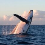 Lyttleton Port Excursion Day Tour 3 options for Cruise travelers - Practical Details: How It Works