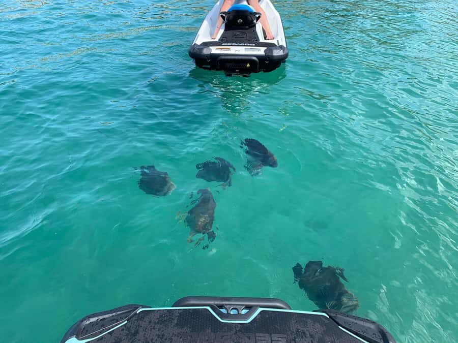 Magnetic Island Snorkel Jet Ski Tour - An In-Depth Look at the Magnetic Island Snorkel Jet Ski Tour