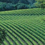 Margaret River Private Tour - The Sum Up