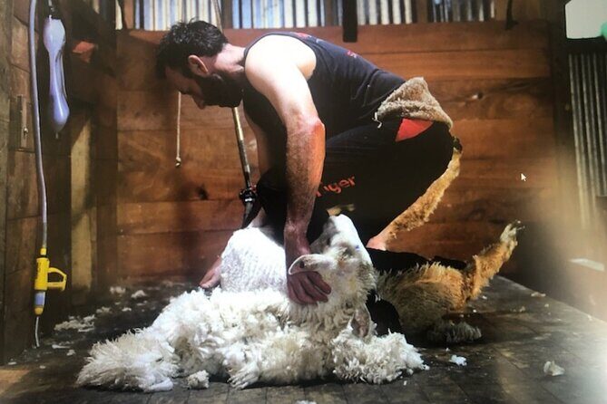 Marlborough Sheep Station Tour with Wine Tasting and Lunch - Vineyard Lunch and Wine Tastings