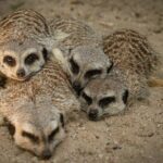 Meerkat Experience at Werribee Open Range Zoo - excl. entry - The Experience’s Value