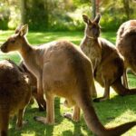 Melbourne City Card (3 Days): Visit Unlimited Attractions! - Transportation, Timing, and Group Size