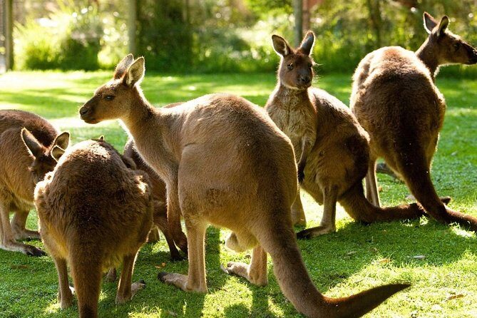 Melbourne City Card (3 Days): Visit Unlimited Attractions! - Transportation, Timing, and Group Size