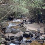 Melbourne: Marysville Day Trip with Healesville Sanctuary - What Travelers Say