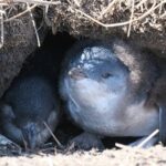 Melbourne Phillip Island Private Tour: Penguin Parade & Wildlife - First Stop: Phillip Island Nature Parks - Koala Conservation Reserve