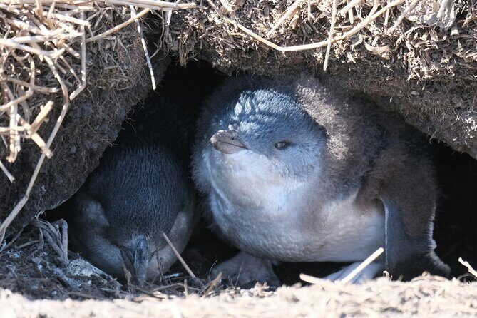 Melbourne Phillip Island Private Tour: Penguin Parade & Wildlife - First Stop: Phillip Island Nature Parks - Koala Conservation Reserve