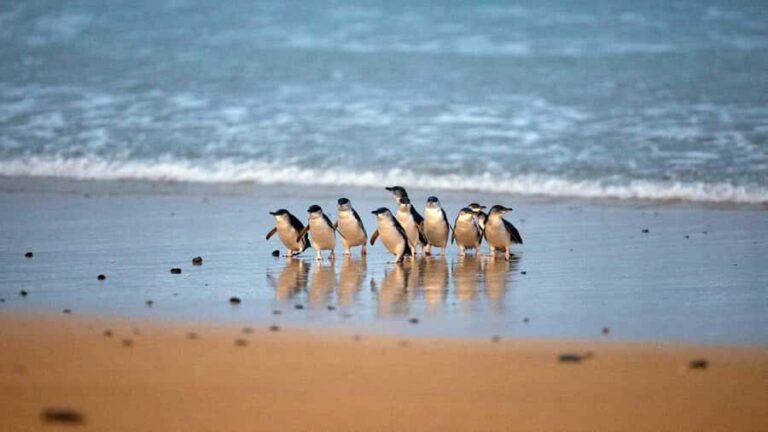 Melbourne: Phillip Island Private Trip, Penguin and Wildlife - Transportation & Group Size