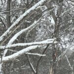Melbourne: Private Mount Buller Snow and Ski Tours - Stop 1: Yea — The Cozy Intro
