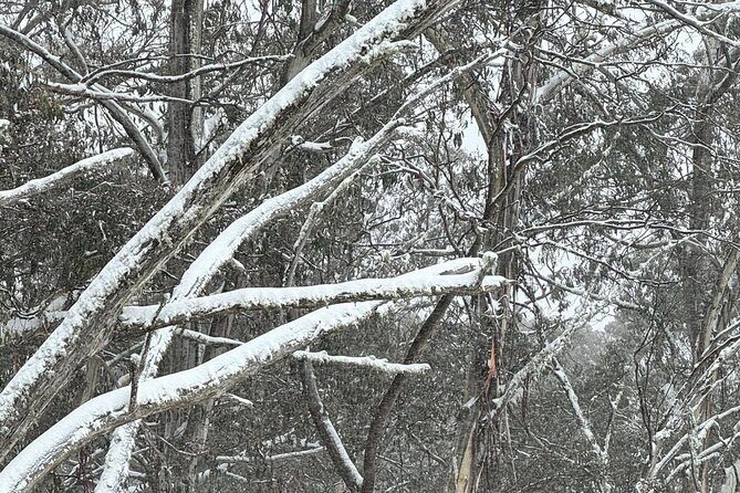 Melbourne: Private Mount Buller Snow and Ski Tours - Stop 1: Yea — The Cozy Intro