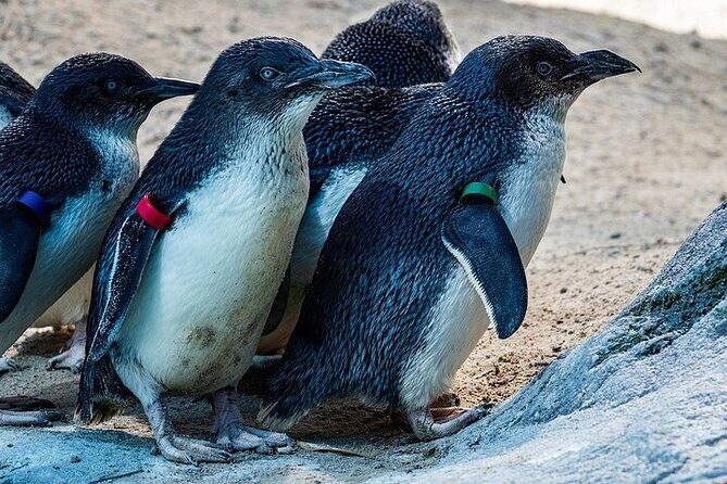 Melbourne Private Penguins Koalas TOUR-Melbourne City Tour JEWELS - Transportation & Comfort