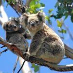 Melbourne: Private Phillip Island Penguin Parade & Wildlife Tours - Transportation and Comfort