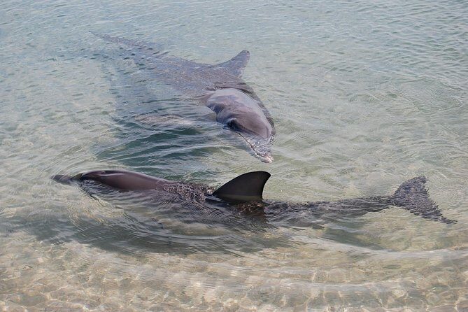 Monkey Mia Dolphins & Shark Bay Air Tour From Perth - Logistics & Value