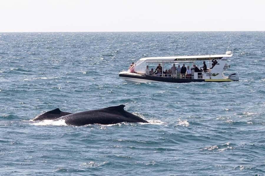 Mooloolaba: 2-Hour Whale Watching Adventure - Pricing and Value