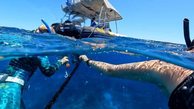 Mooloolaba: Turtle Snorkel & Swim at Mudjimba Island - What Makes It a Great Value?