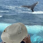 Mooloolaba Whale Watching  Small Group Tour - An Overview of the Experience