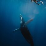 Moorea 4H Shared Boat Tour Whale Swimming and Snorkeling - FAQs