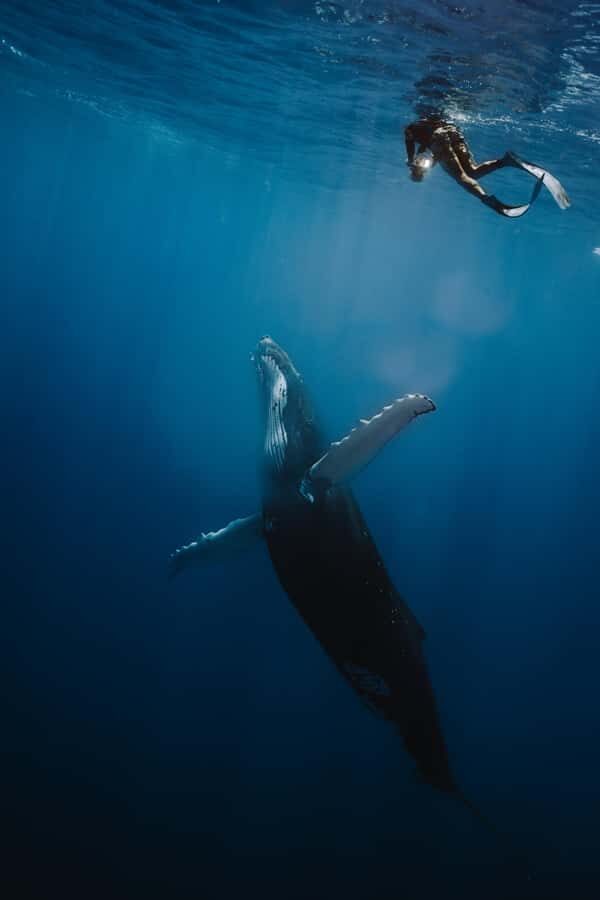 Moorea 4H Shared Boat Tour Whale Swimming and Snorkeling - FAQs