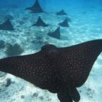 Moorea: Small Group Snorkeling Tour with local guide - What Makes This Tour Stand Out?
