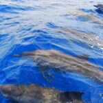 Moorea Sunset Cruise - Why This Tour Stands Out