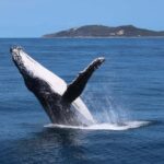 Moreton Island: Tangalooma Whale Watching & Dolphin Viewing - Whale Watching Cruise: A 3-Hour Marine Encounter