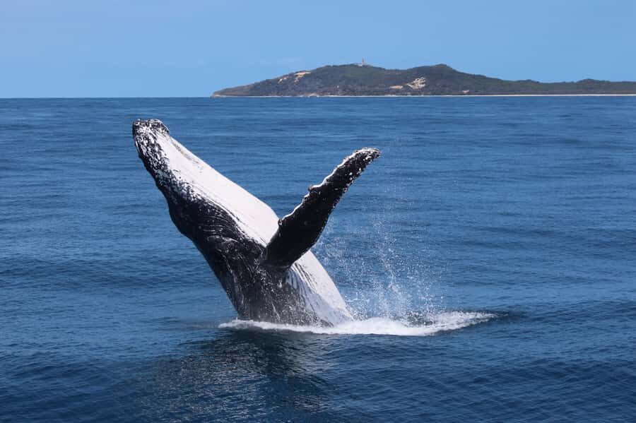 Moreton Island: Tangalooma Whale Watching & Dolphin Viewing - Whale Watching Cruise: A 3-Hour Marine Encounter