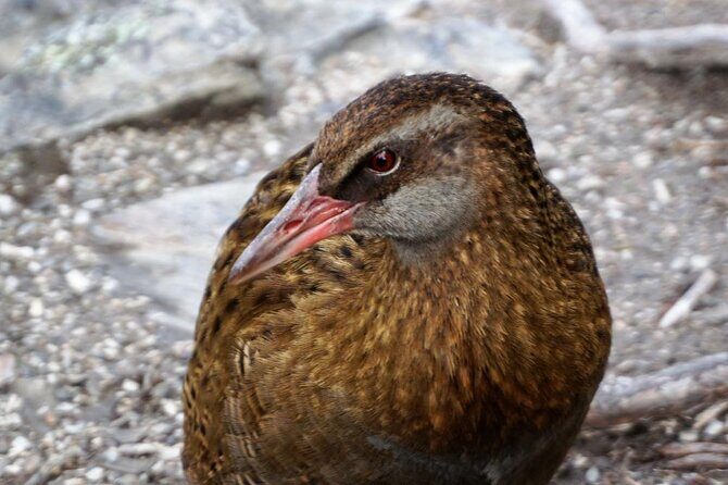 Mou Waho Island Cruise & Self-Guided Nature Walk - The Value of the Tour