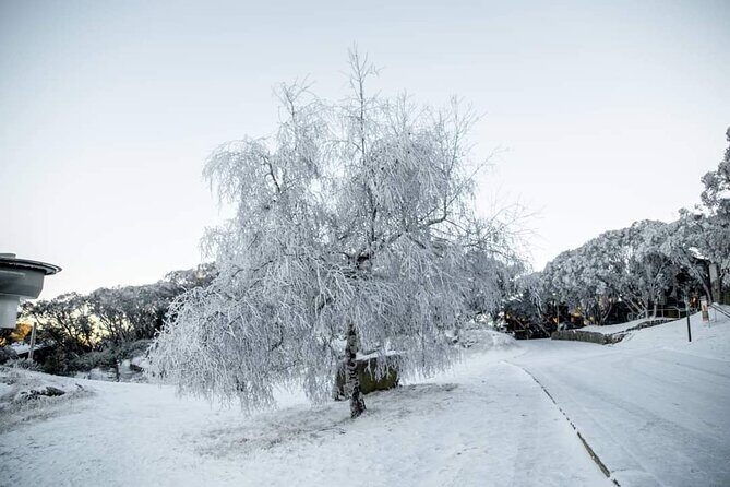 Mount Buller 1 Day Guided Tour - What’s Included and What’s Not