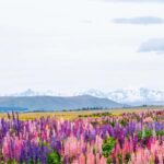 Mount Cook Full-Day Tour: Queenstown to Christchurch - Exploring the Itinerary in Detail