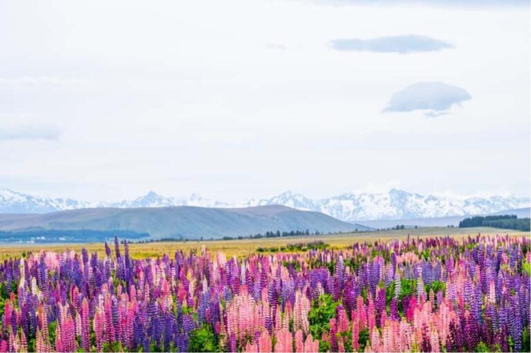 Mount Cook Full-Day Tour: Queenstown to Christchurch - Exploring the Itinerary in Detail