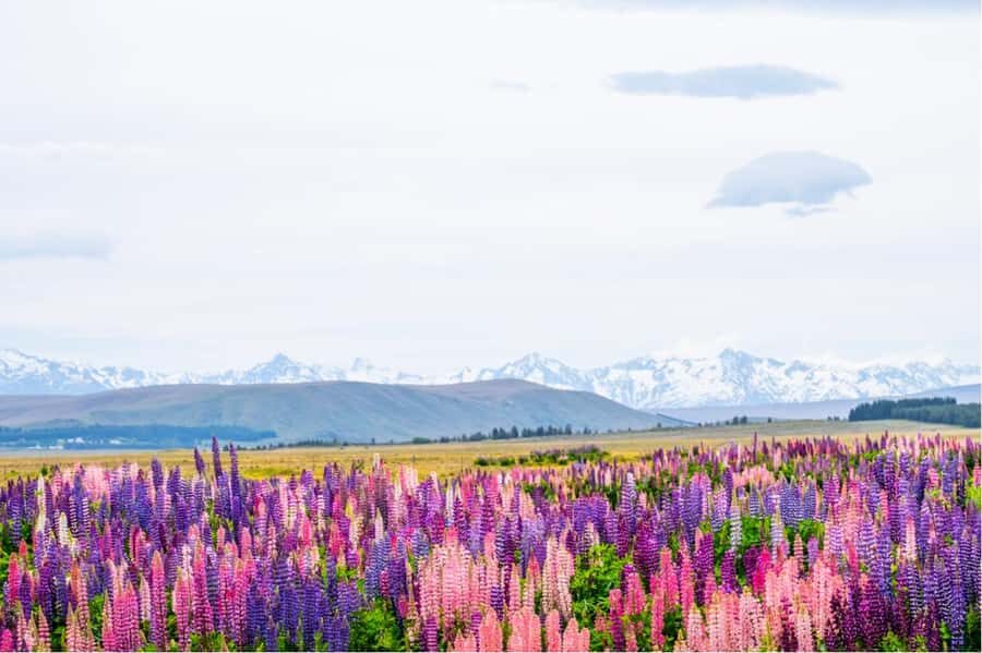 Mount Cook Full-Day Tour: Queenstown to Christchurch - Exploring the Itinerary in Detail