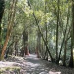 Mount Field National Park Russell Falls (6hr Private Tour) - Why This Tour Is Worth It