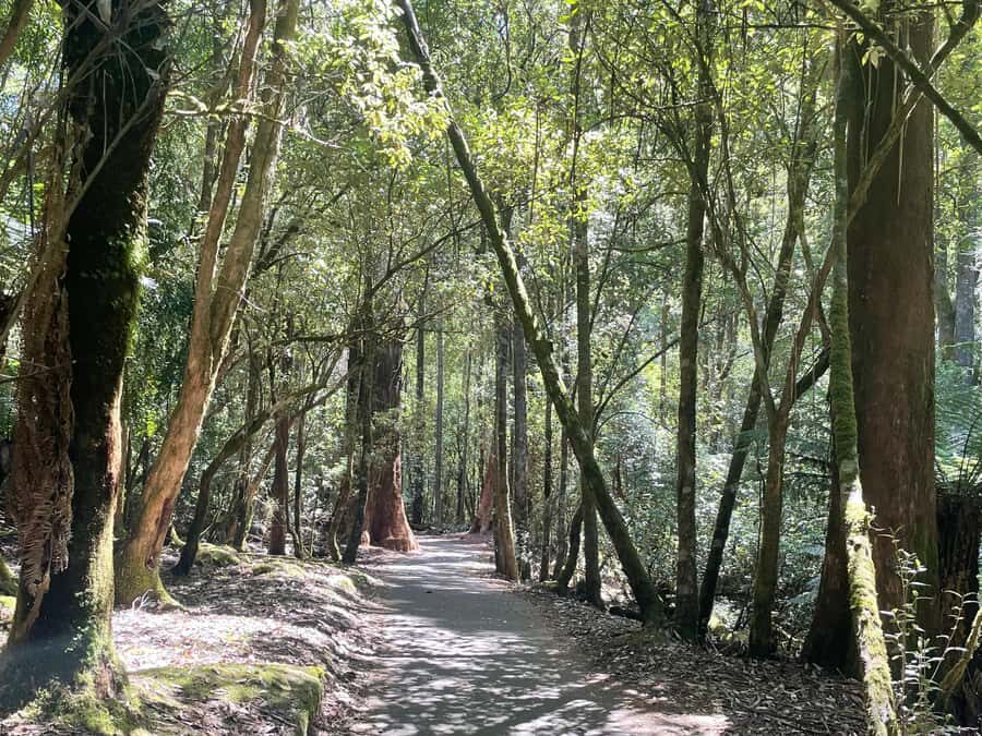 Mount Field National Park Russell Falls (6hr Private Tour) - Why This Tour Is Worth It