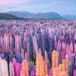 Mt. Cook Full Day Private Tour via Tekapo from Christchurch - Lake Pukaki: The Blue Jewel of New Zealand