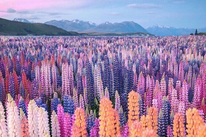 Mt. Cook Full Day Private Tour via Tekapo from Christchurch - Lake Pukaki: The Blue Jewel of New Zealand