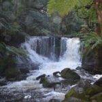 Mt Field Shore Excursion - Who Is This Tour Best For?