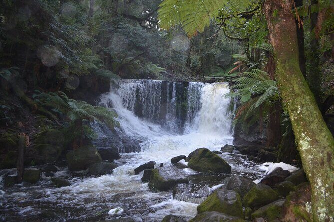 Mt Field Shore Excursion - Who Is This Tour Best For?
