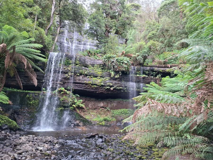 Mt Field Shore Excursion - Transportation, Group Size, and Price